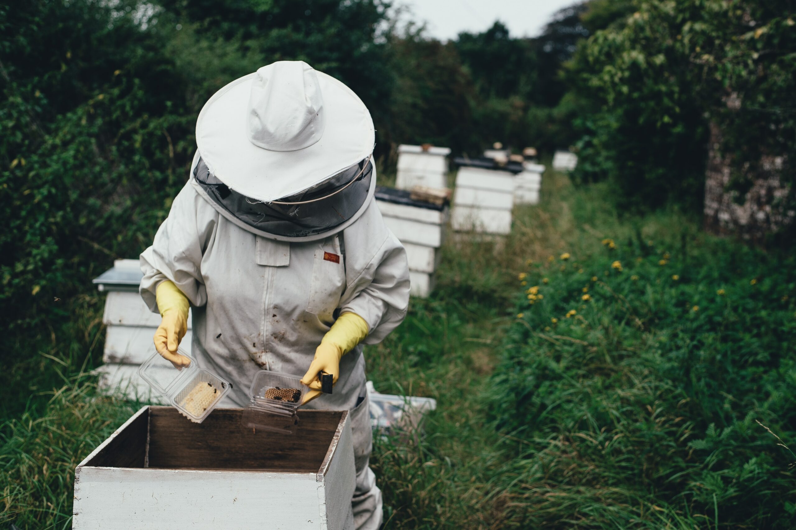 Can You Really Make Money Keeping Bees? | One More Cup of Coffee